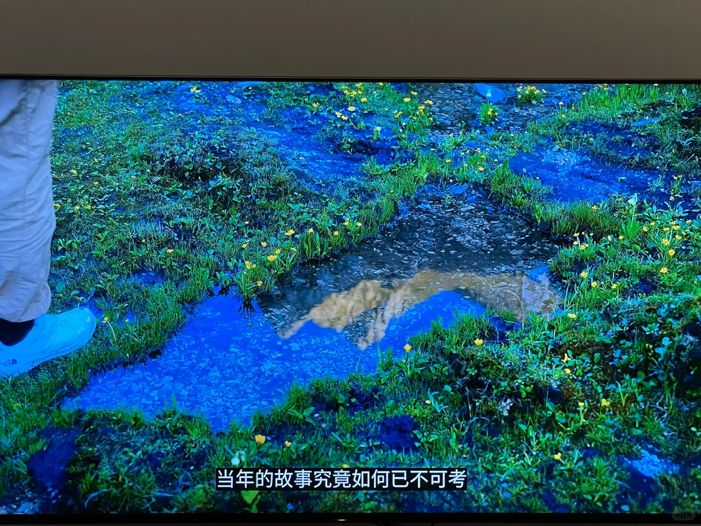 Apple Tv 看4K 视频yyds ！-夜雨聆风